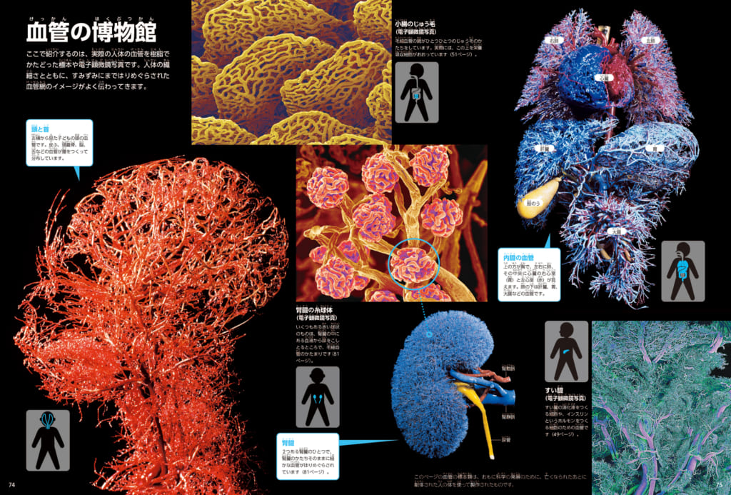 人体図鑑の決定版!『学研の図鑑LIVE 人体 新版』2023年11月16日発売! | （株）Gakken公式ブログ